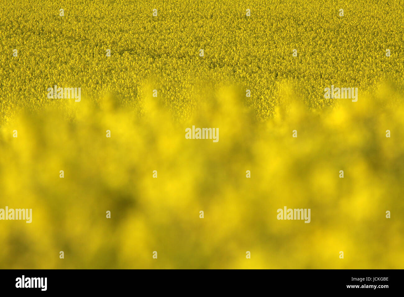 Raps brassica napus hi-res stock photography and images - Alamy