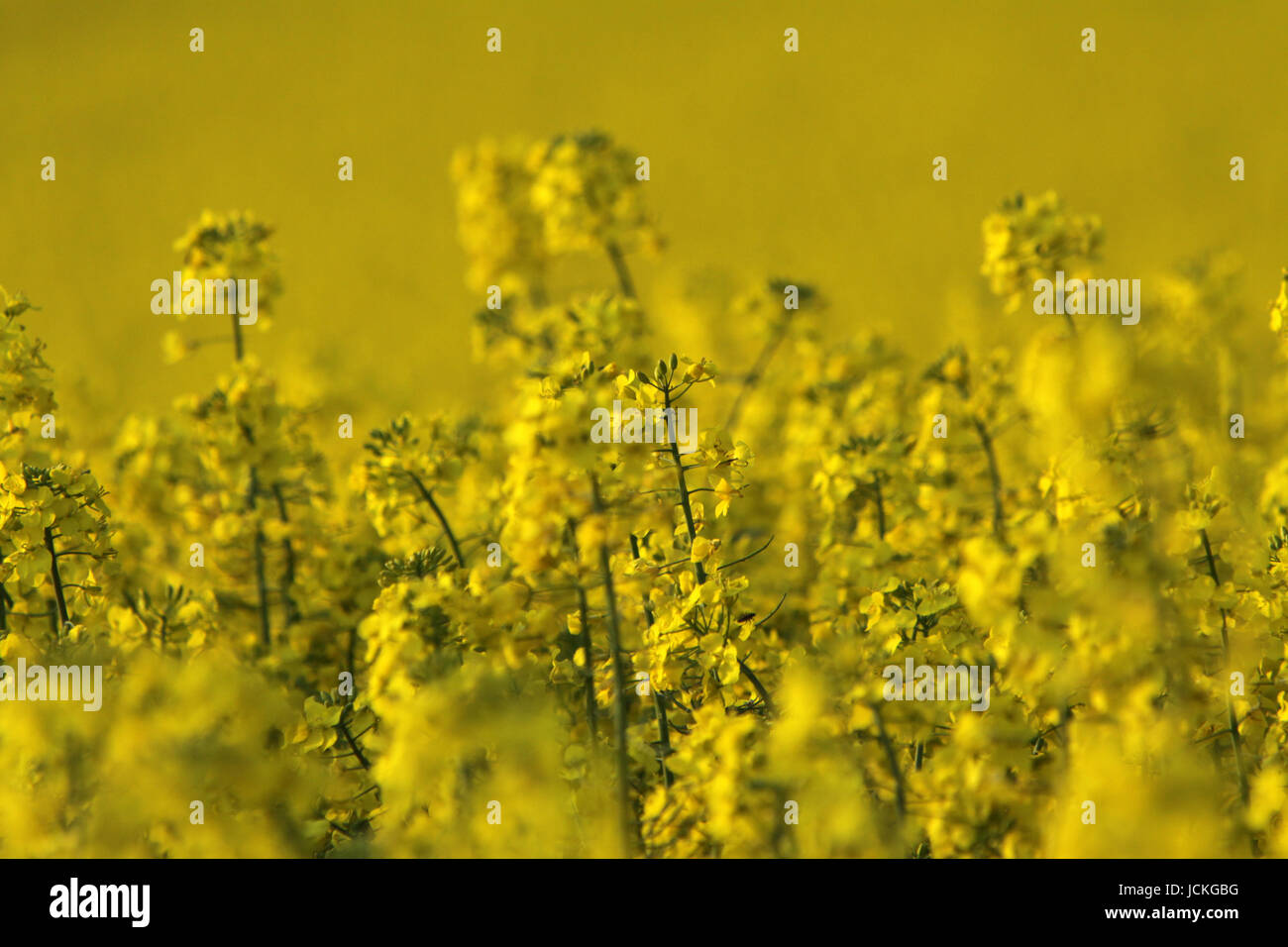 Raps brassica napus hi-res stock photography and images - Alamy