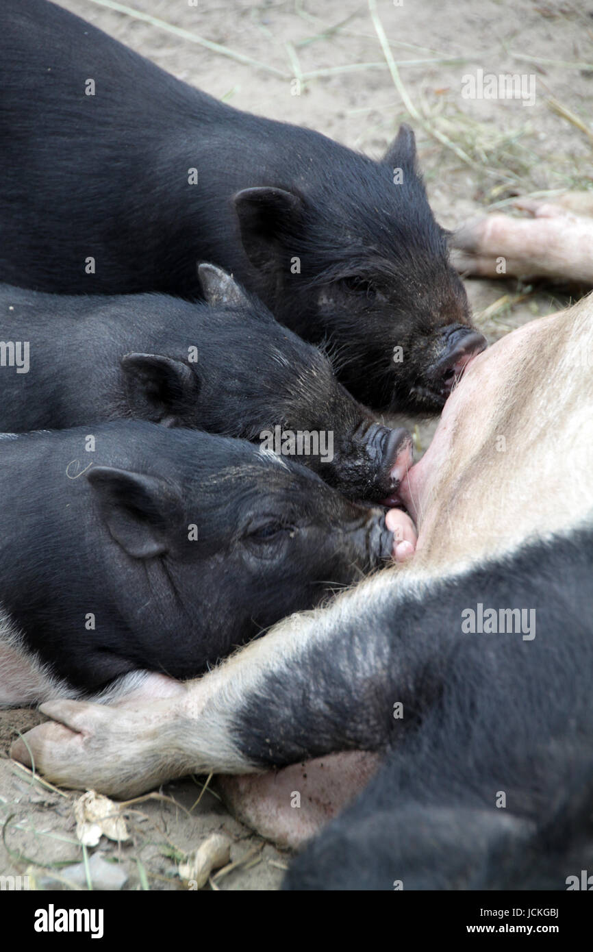 Ferkel trinken hi-res stock photography and images - Alamy