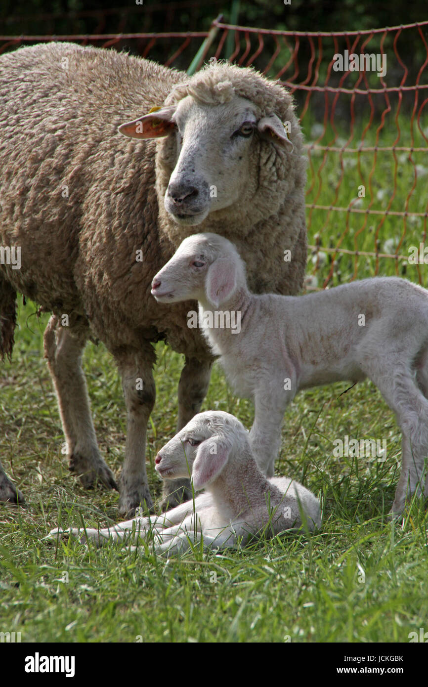 Lamm Mutterschaf Hi res Stock Photography And Images Alamy Lamm Mutterschaf Hi res Stock Photography And Images Alamy