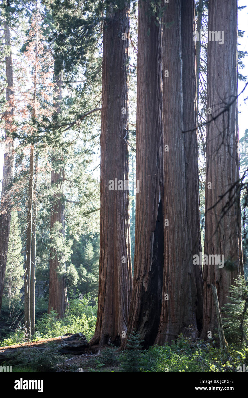 Sequoia and Kings national parks Stock Photo - Alamy