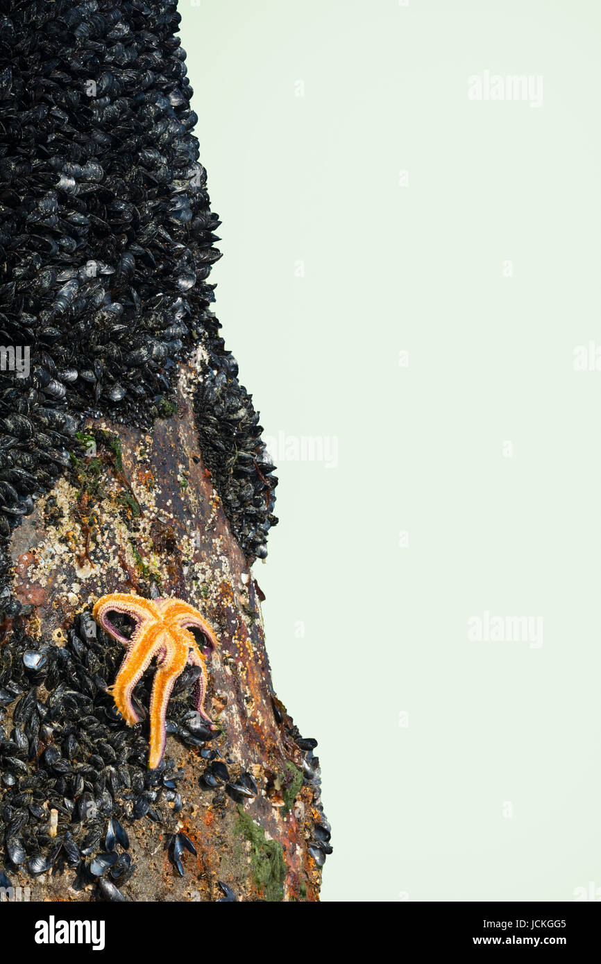 Star barnacles hi-res stock photography and images - Alamy