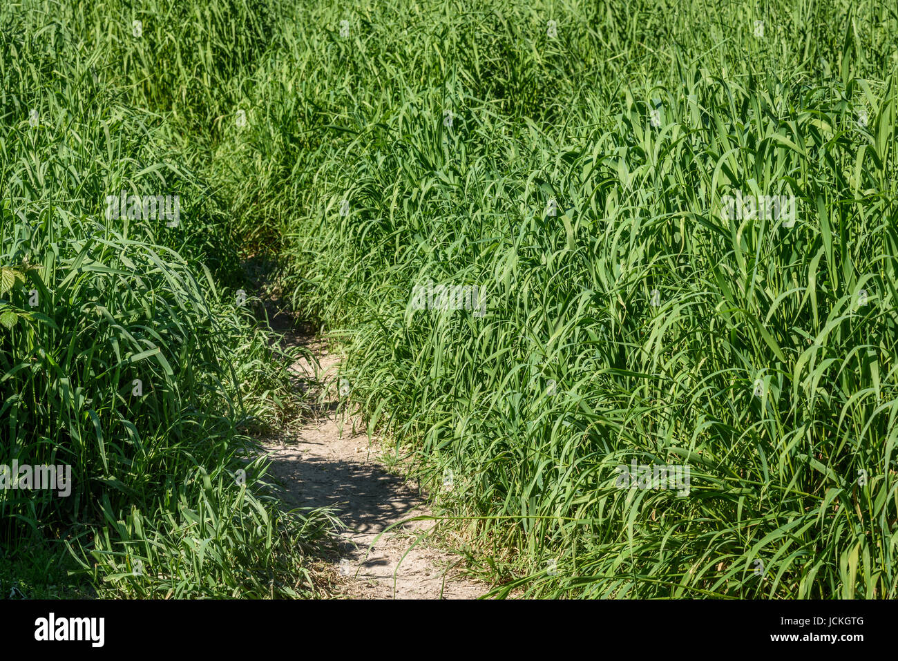 Trail through the tall spring grass in the park Stock Photo - Alamy