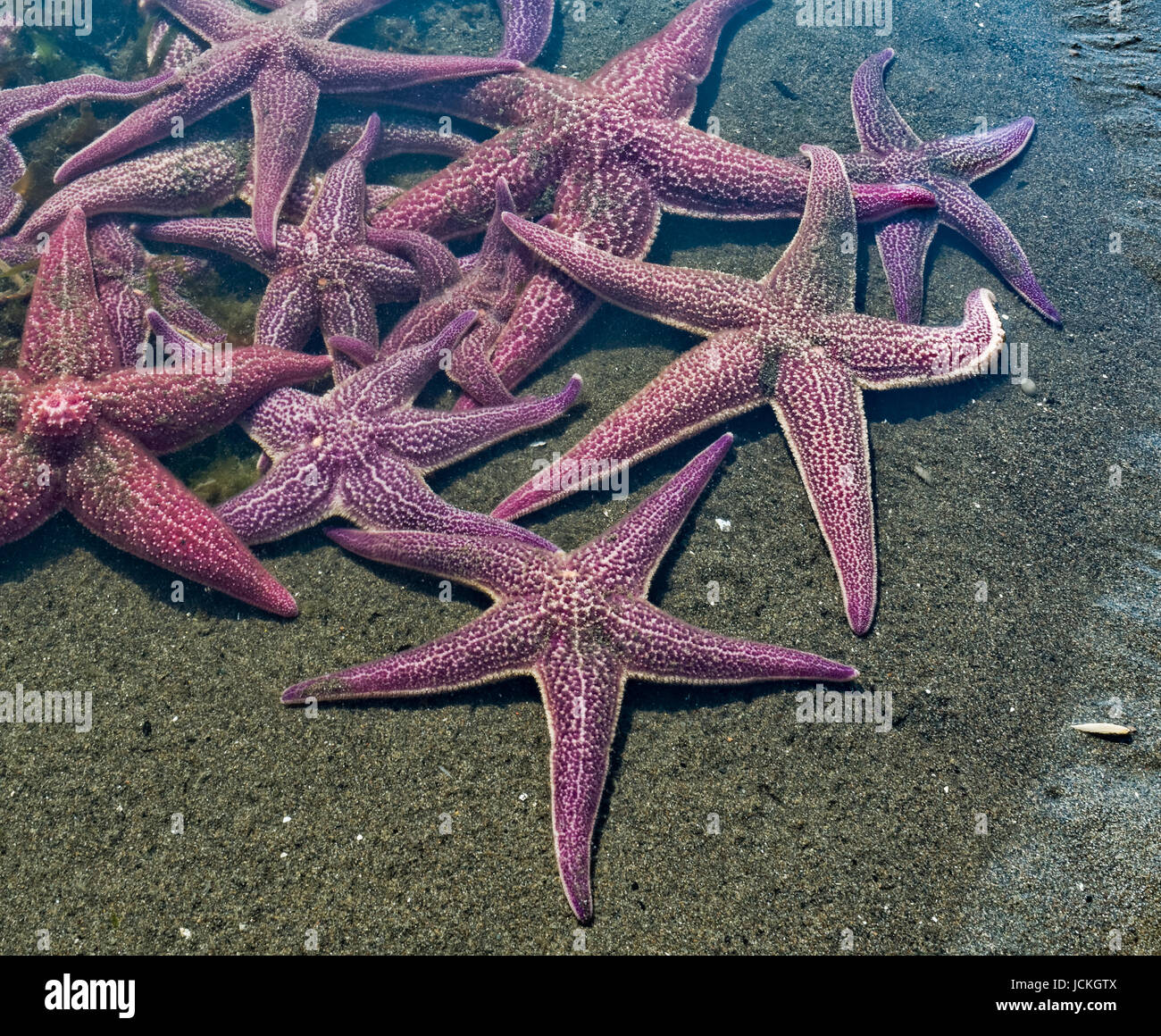 A gaggle of a sea stars cluster in the shallow water of low tide Stock ...