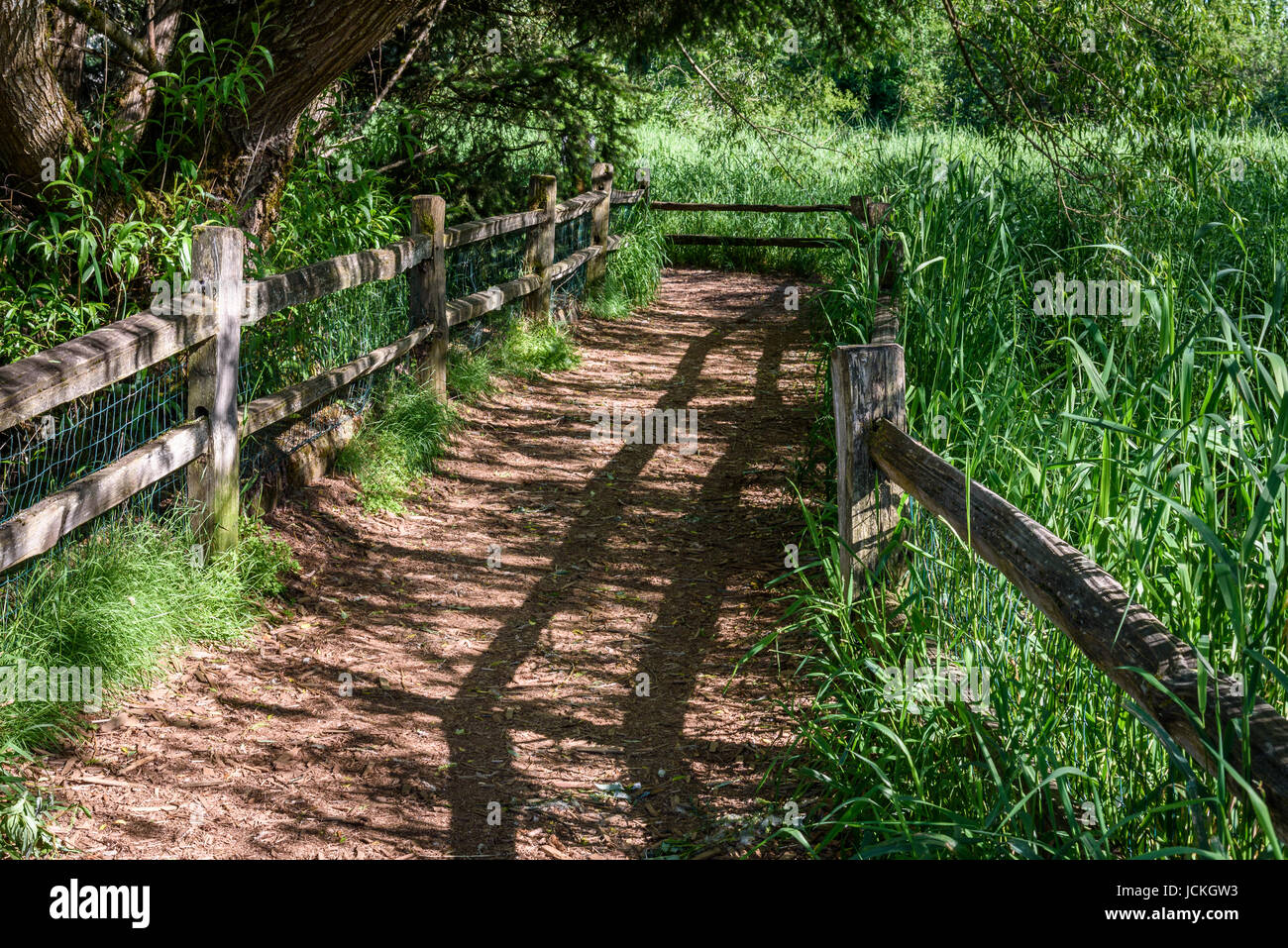 Wide trail with wood chips through a wooded and grassy area, in the ...