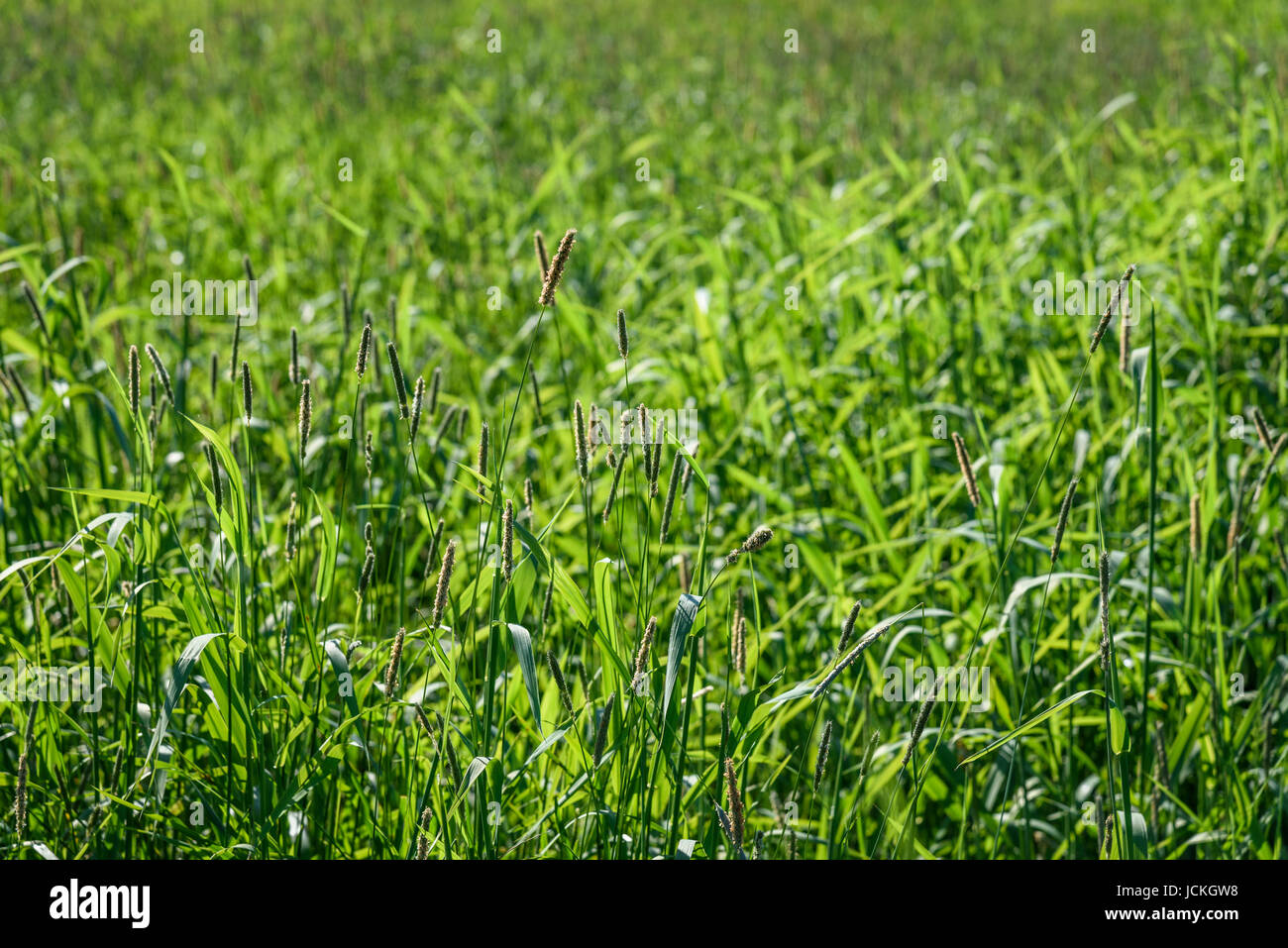 Tall spring grass back-lit by the evening sun Stock Photo - Alamy