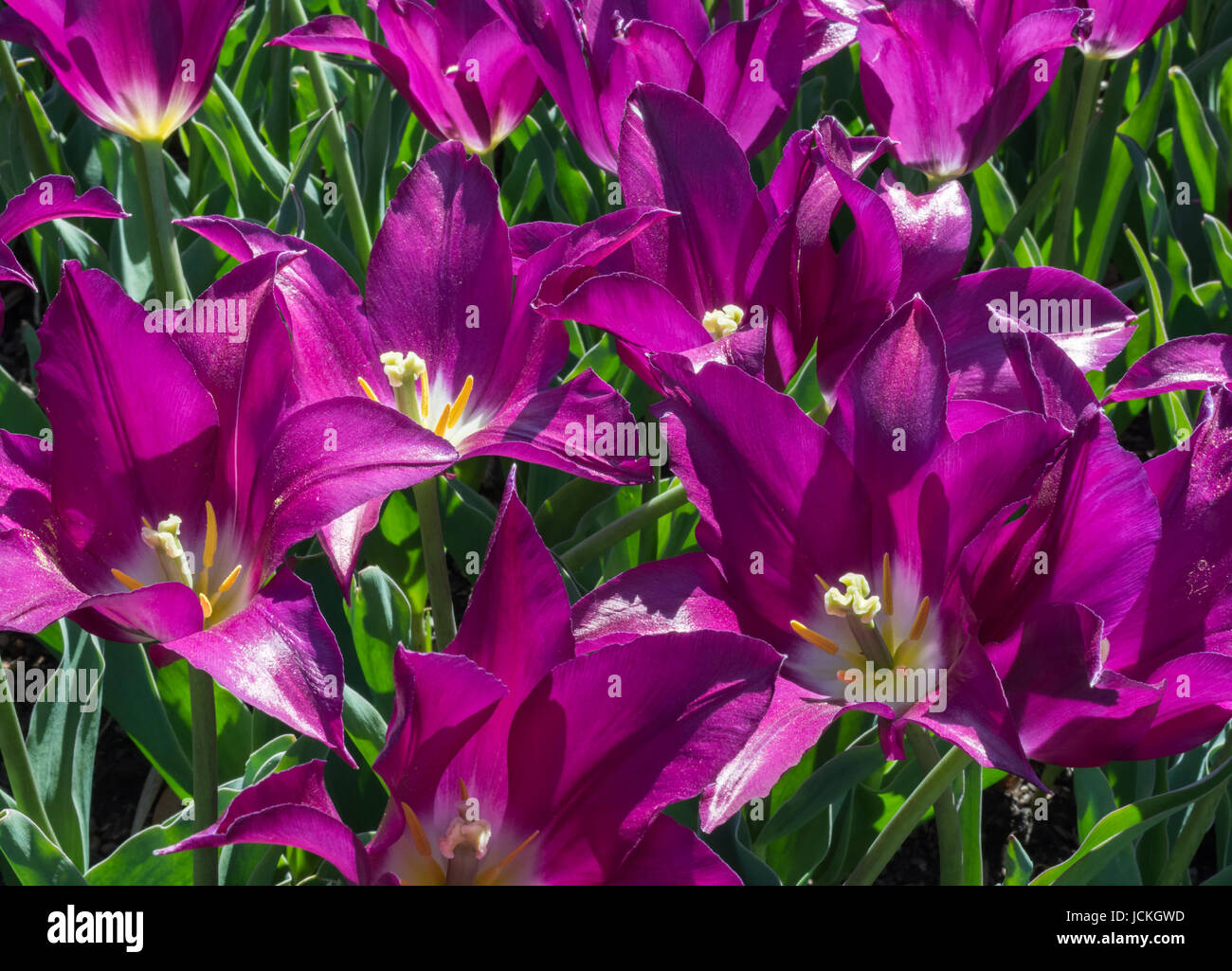 The inner structure of the tulip's bloom can clearly be seen as the ...