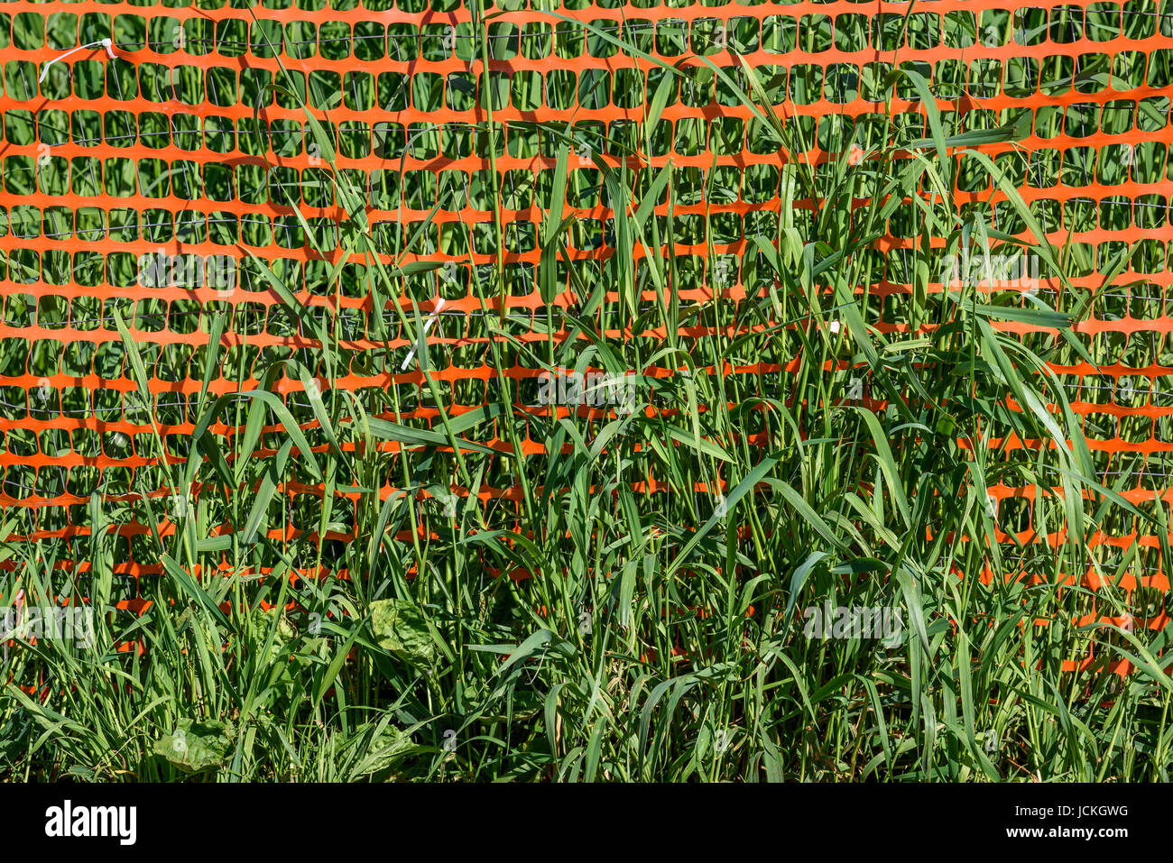 Close up of a field of tall grass and an orange safety fence Stock ...
