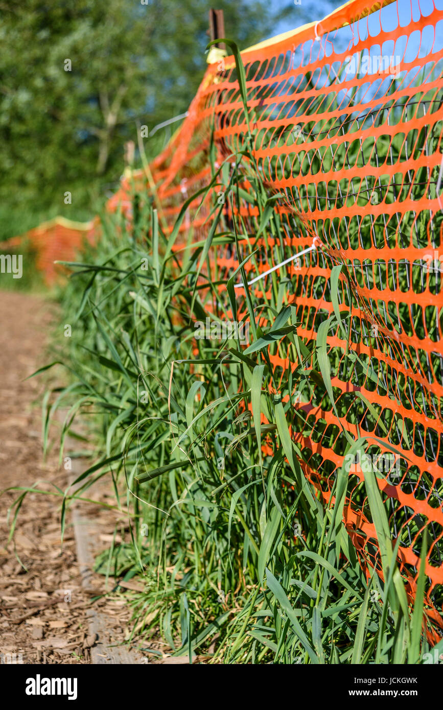 Tall grass growing through an orange safety fence Stock Photo - Alamy