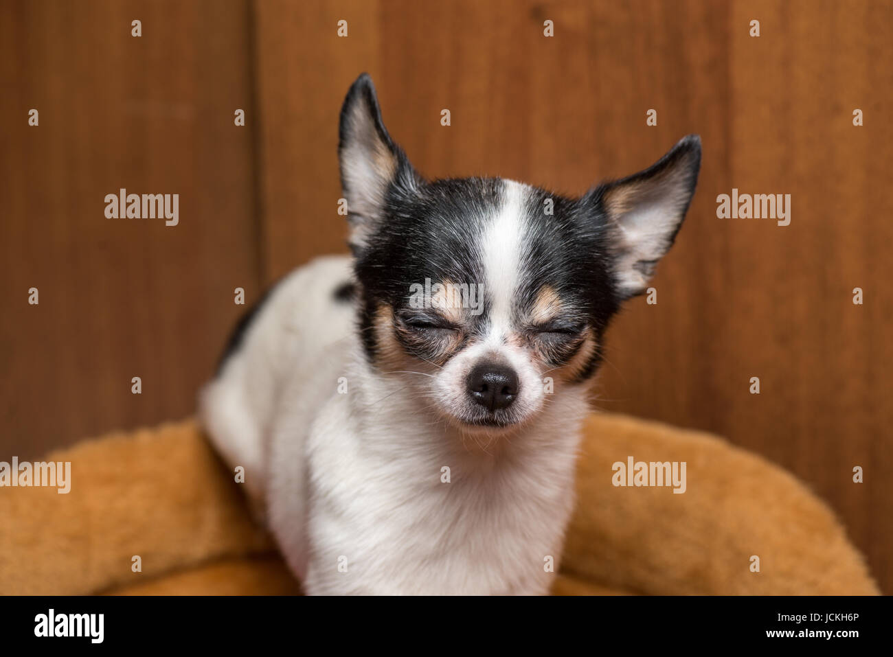 little puppy Chihuahua dog frown his eyes from pleasure Stock Photo - Alamy