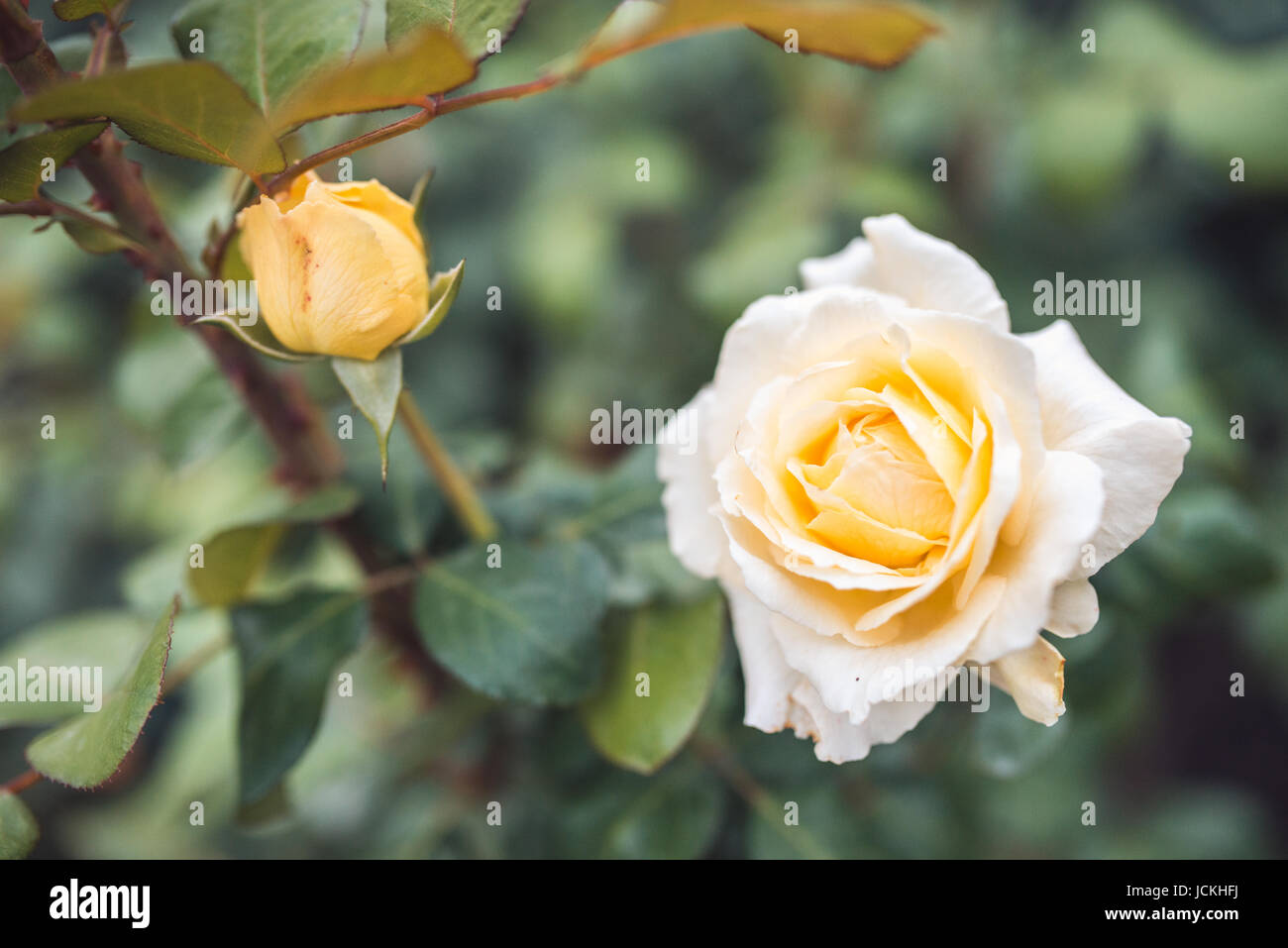 A bush of white roses in summer sunset backlight. selective focus macro ...