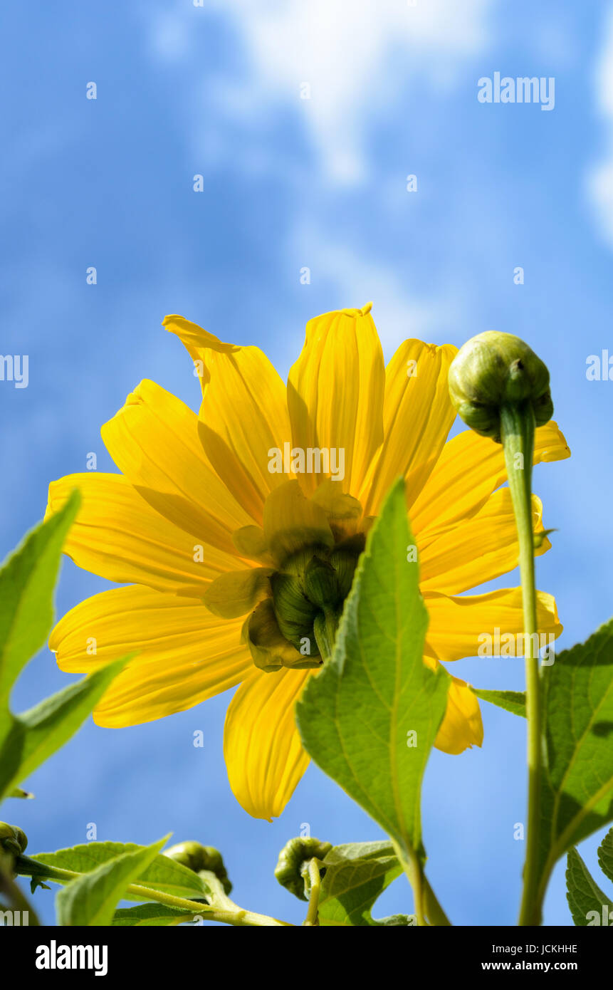 Mexican Sunflower Weed or Tithonia diversifolia, Flowers are bright ...