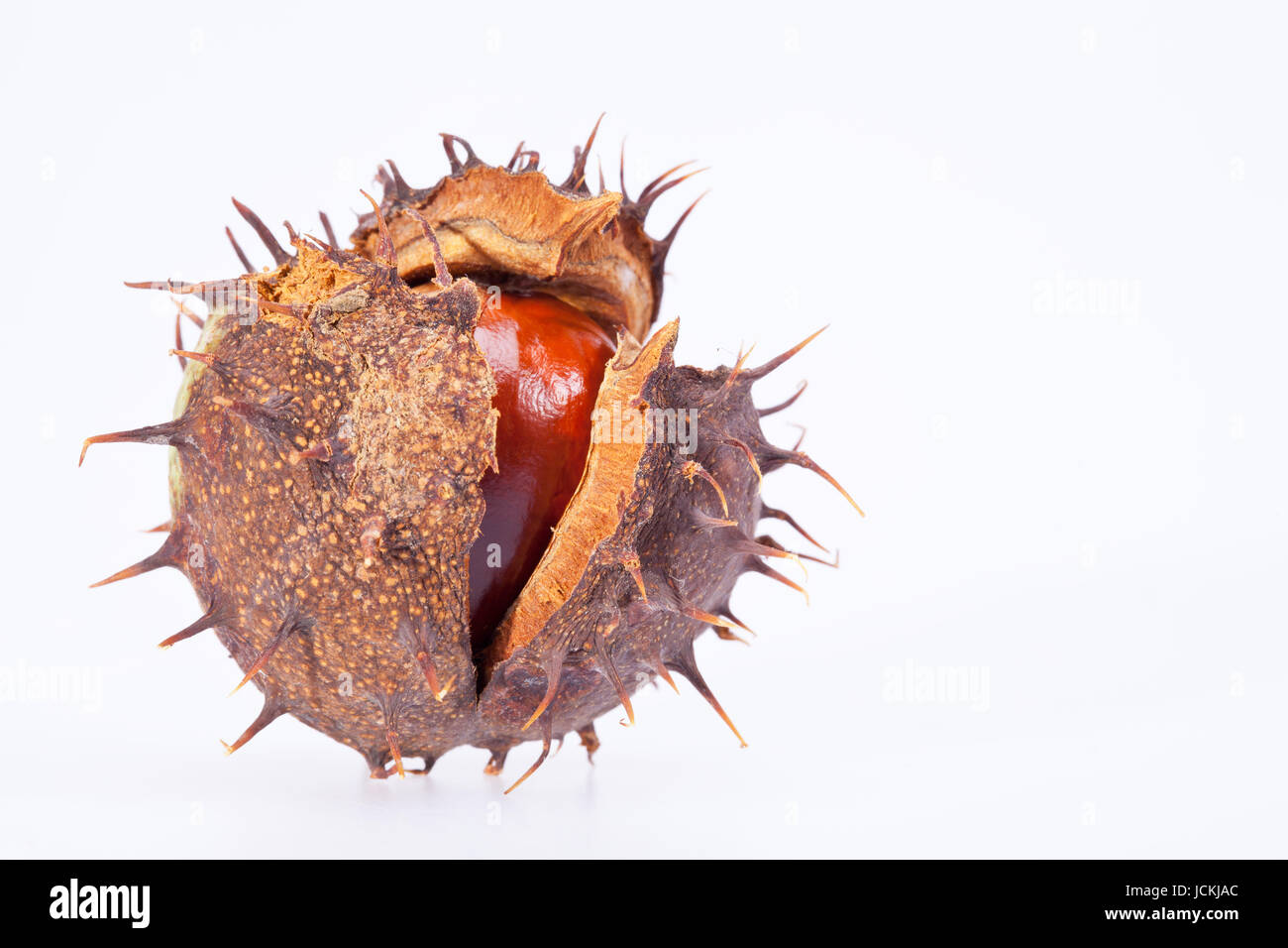 fruit of chestnut in dry shell isolated on white background Stock Photo ...