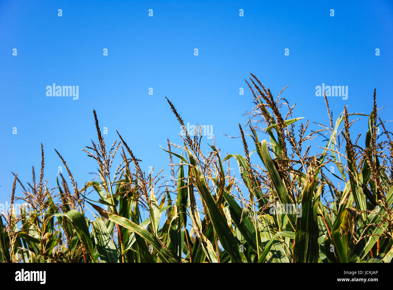 Blossom maize field detail at blue sky Stock Photo - Alamy