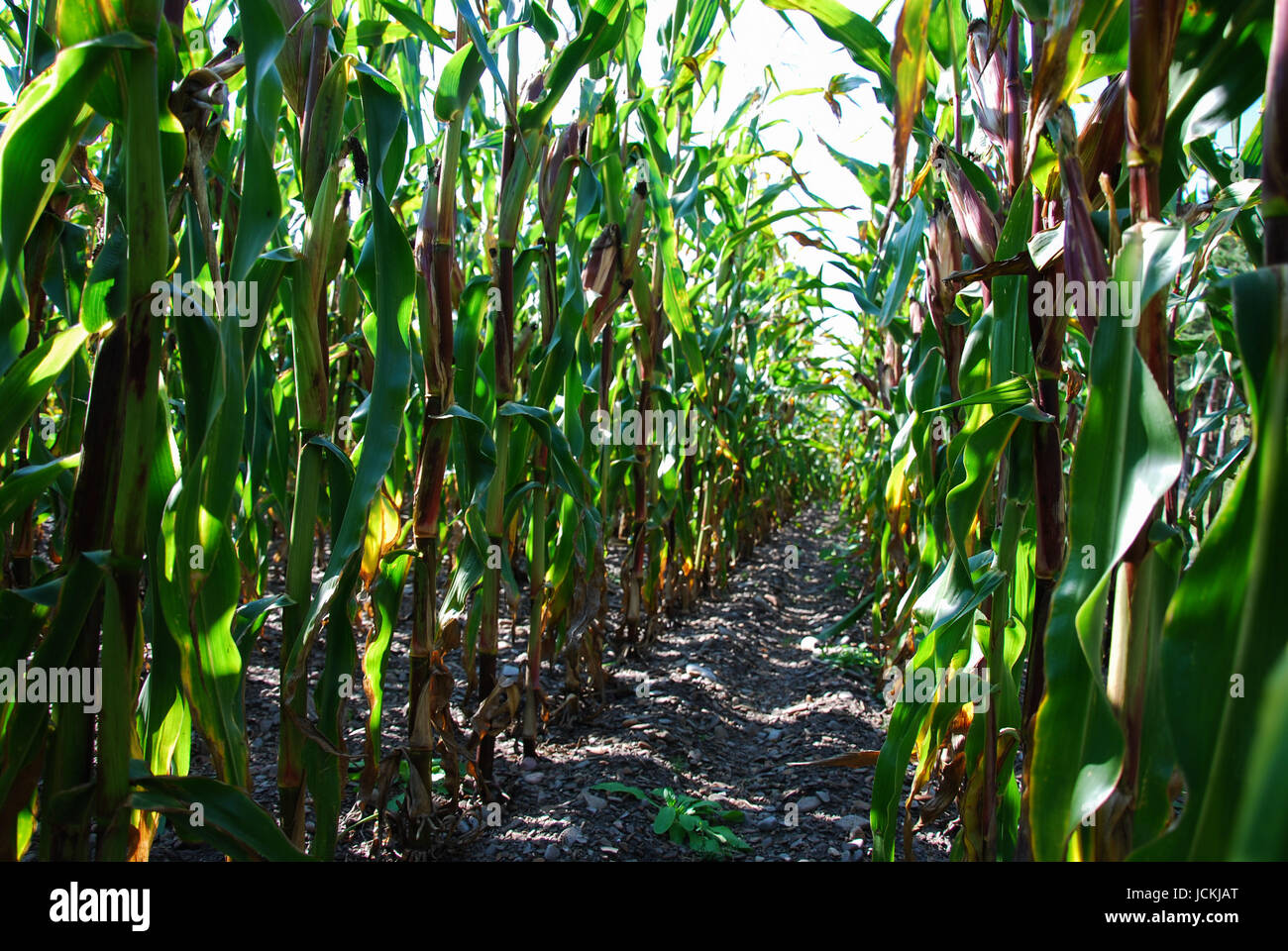 Low perspective image of rows in a corn field Stock Photo - Alamy
