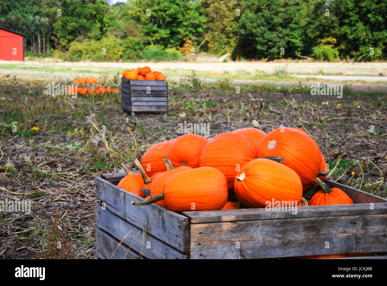 Harvested pumpkins in boxes at a field Stock Photo - Alamy