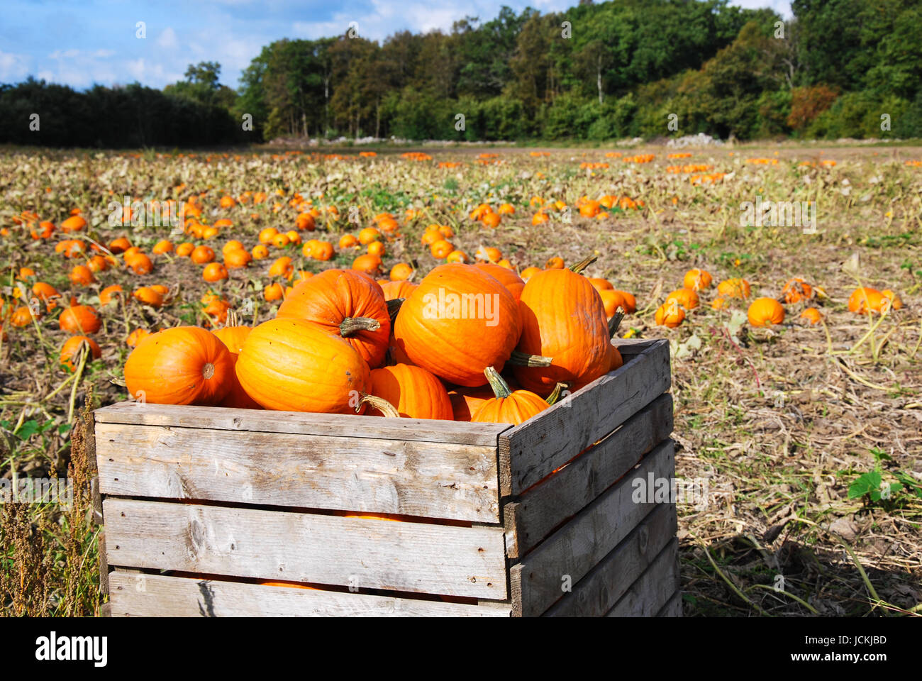 Newly harvested shiny pumpkins at a field Stock Photo - Alamy