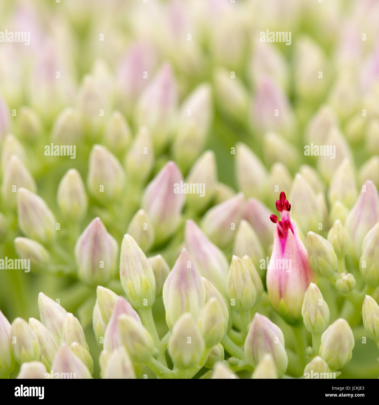 Unique development hi-res stock photography and images - Alamy