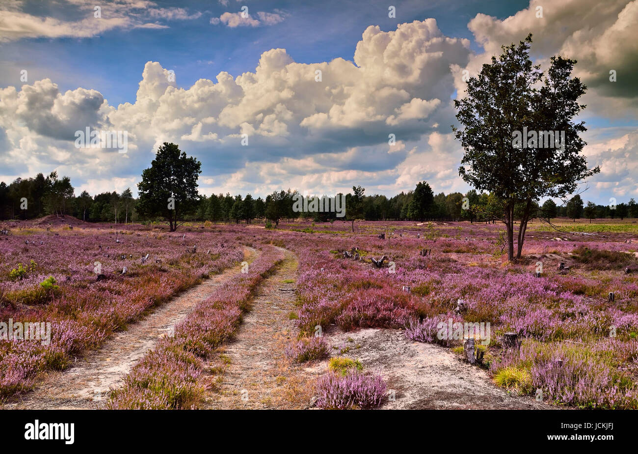 Niederlausitzer heidelandschaft hi-res stock photography and images - Alamy