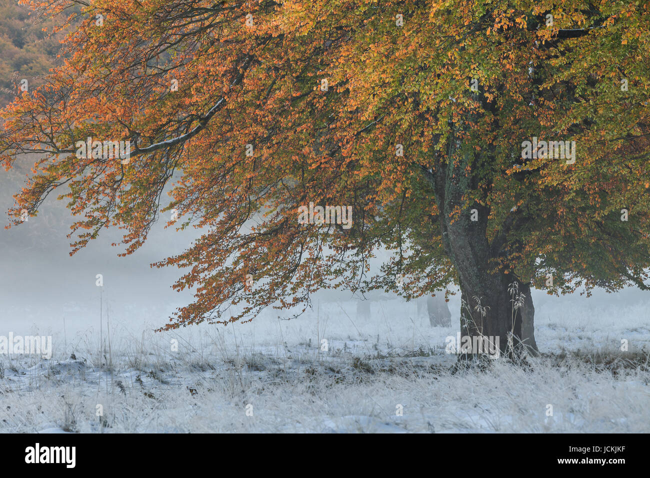 forest landscape from the autumn in winter Stock Photo - Alamy