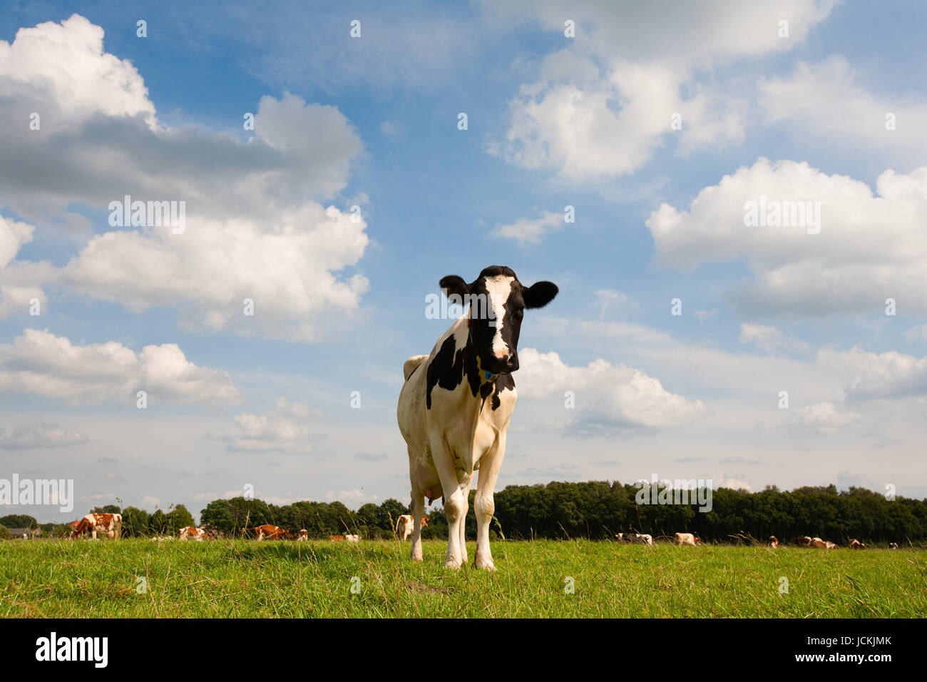 Dutch cow in the meadow Stock Photo - Alamy