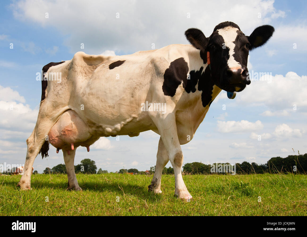Dutch cow in the meadow Stock Photo - Alamy