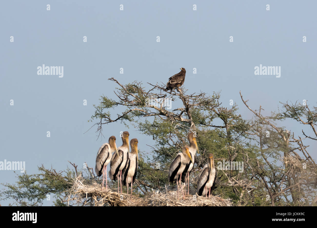 Individual stork hi-res stock photography and images - Alamy