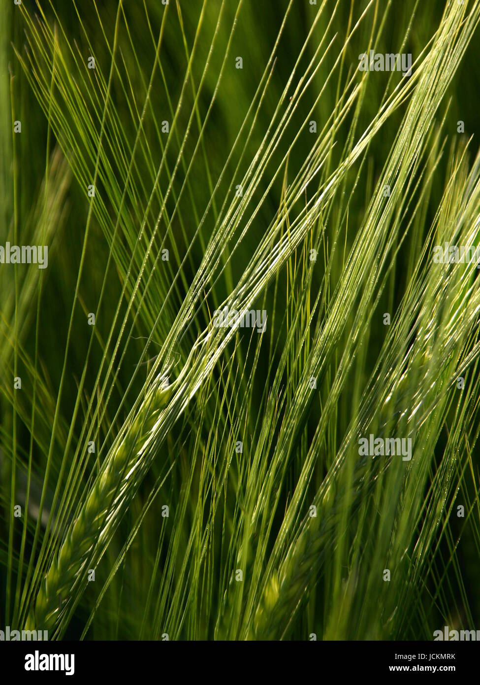 Hordeum distichon hi-res stock photography and images - Alamy