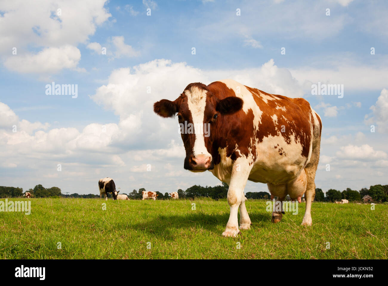 Dutch cows in the meadow Stock Photo - Alamy