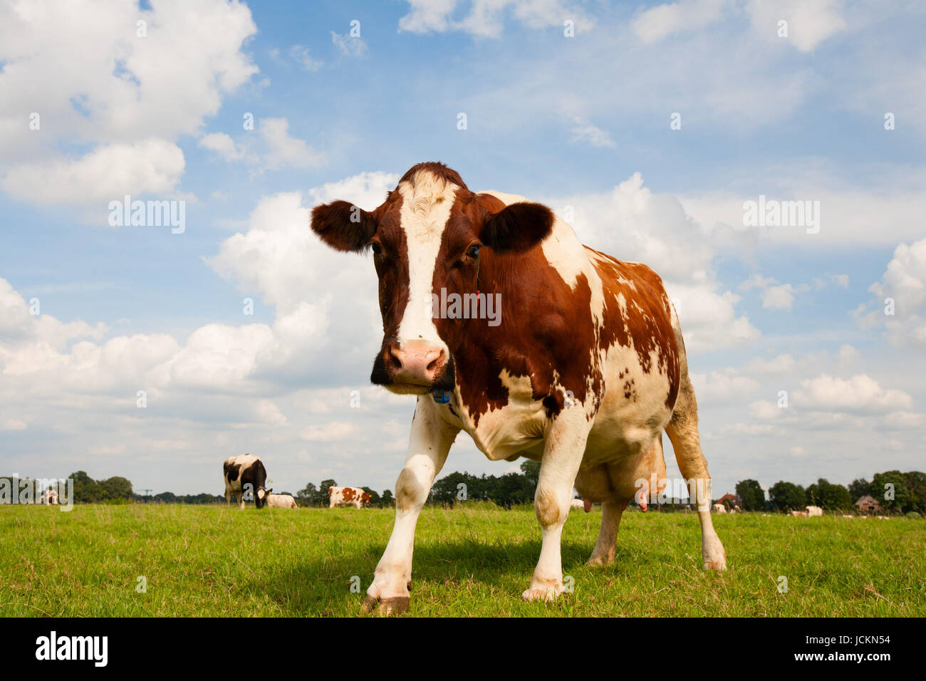 Dutch cows in the meadow Stock Photo - Alamy
