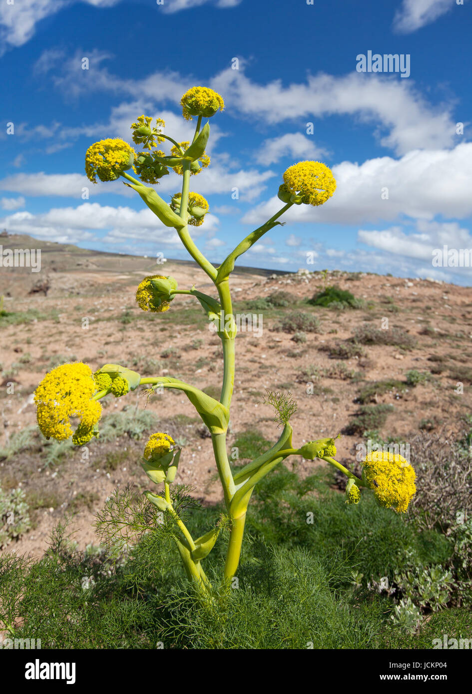 Tajasnoyo ferula lancerottensis hi-res stock photography and images - Alamy