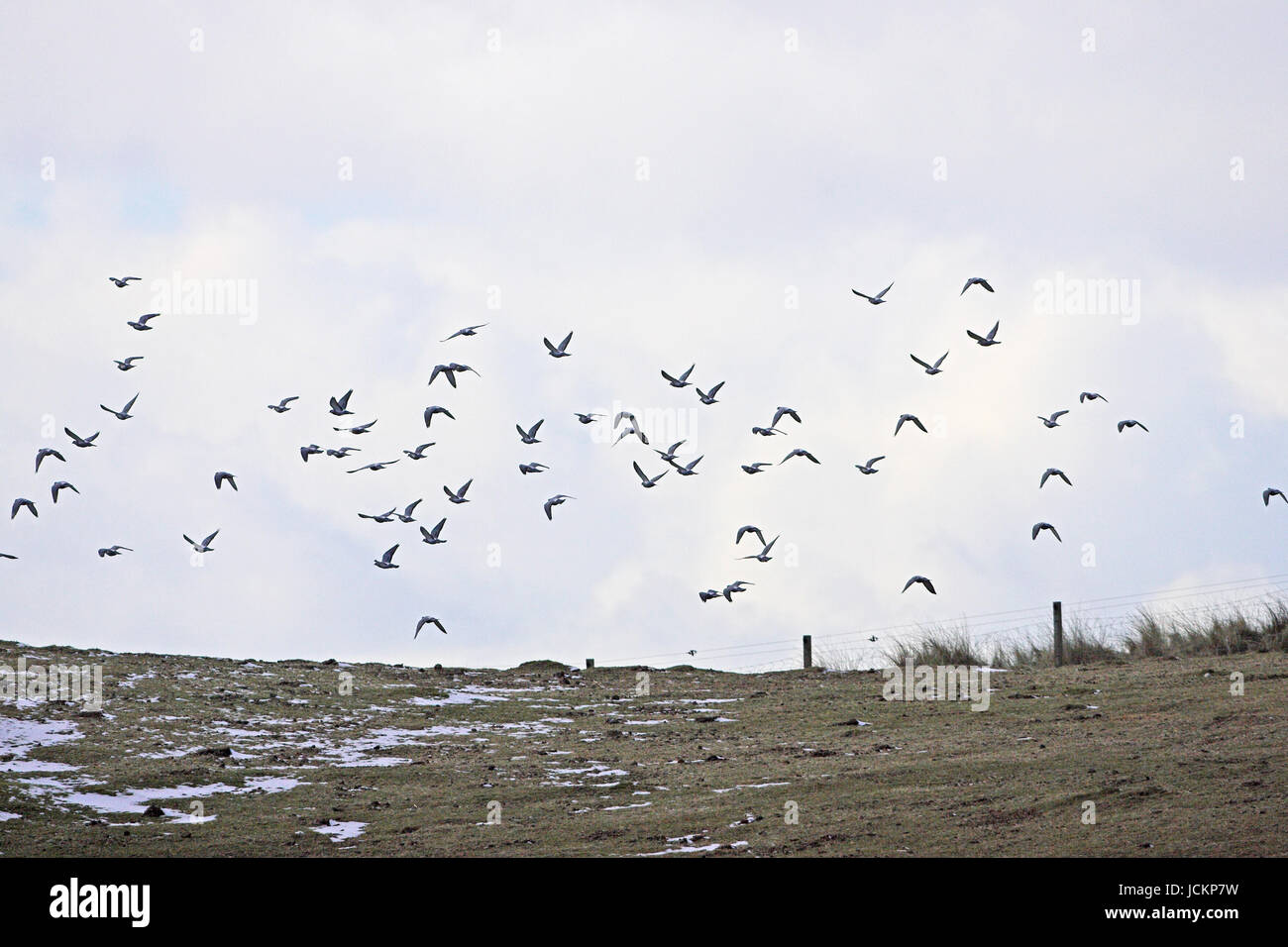 Rock dove scotland hi-res stock photography and images - Alamy
