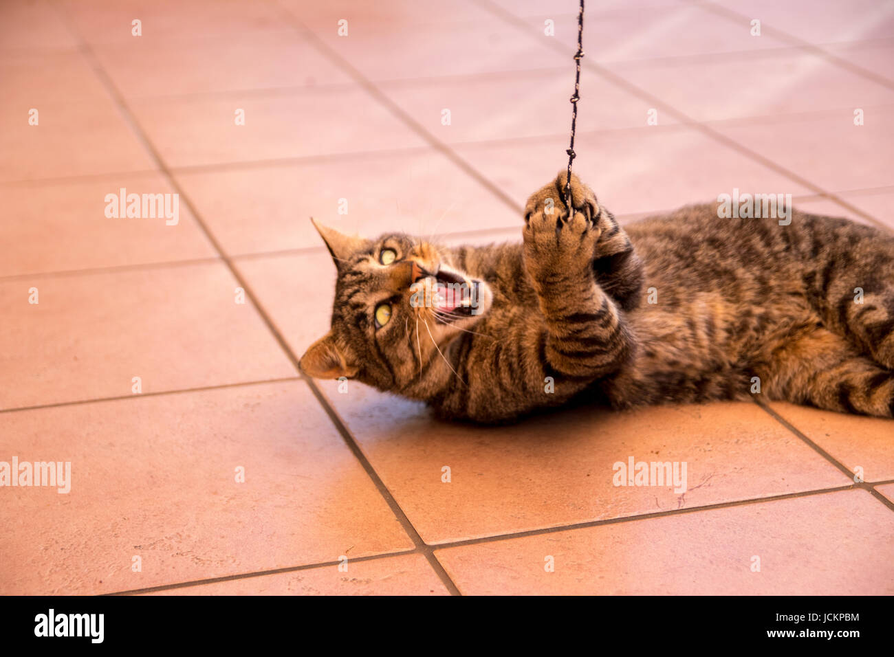 Paw paw vs hi-res stock photography and images - Alamy