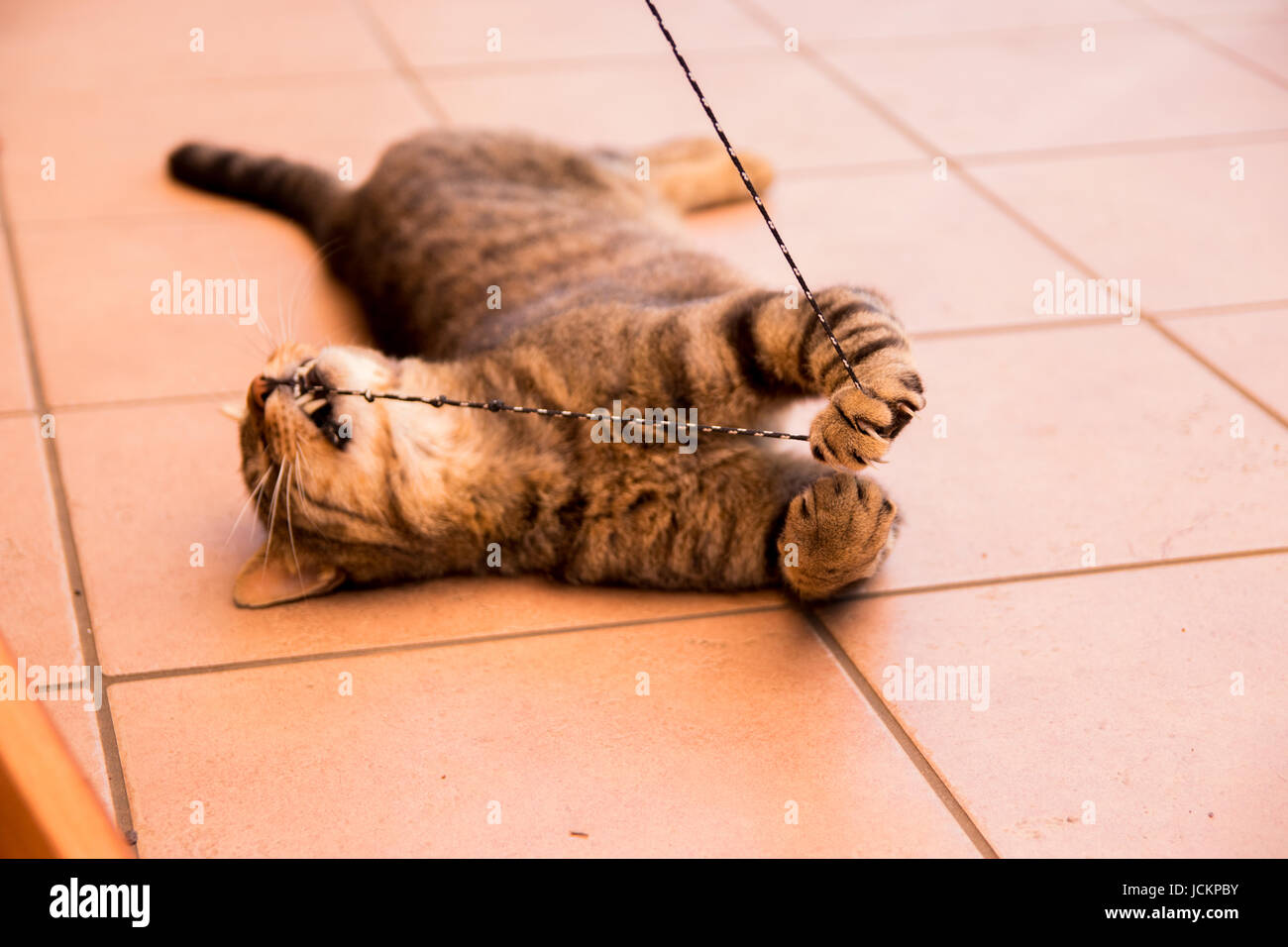 Paw paw vs hi-res stock photography and images - Alamy