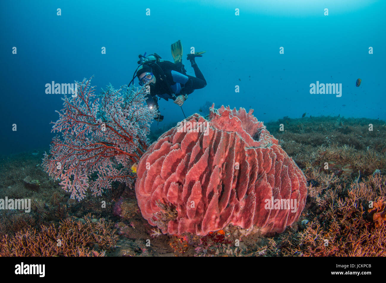 Diver behind a fan and sponge in Bali / Indonesia Stock Photo - Alamy