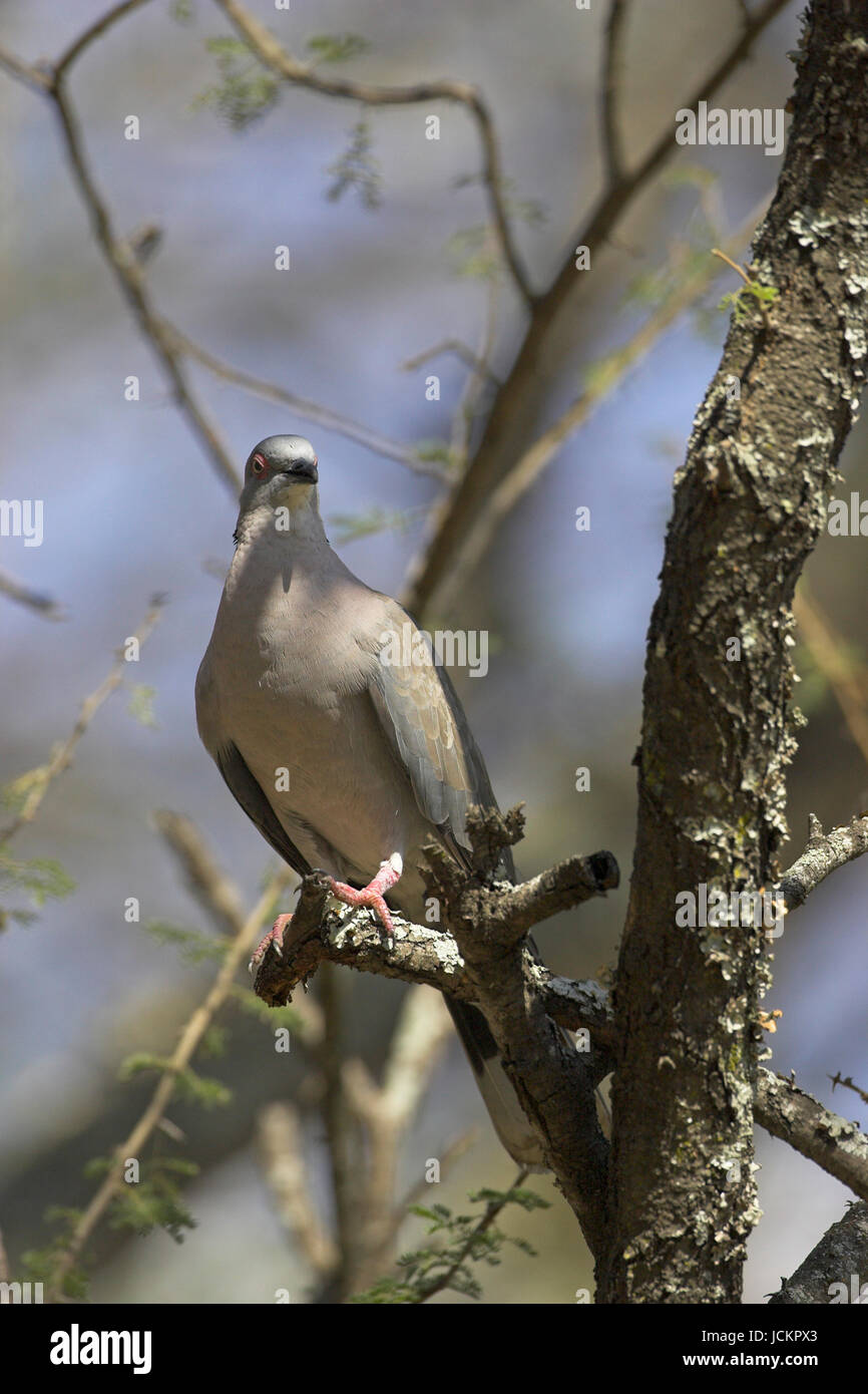African mourning dove Streptopelia decipiens perched in tree Kruger ...