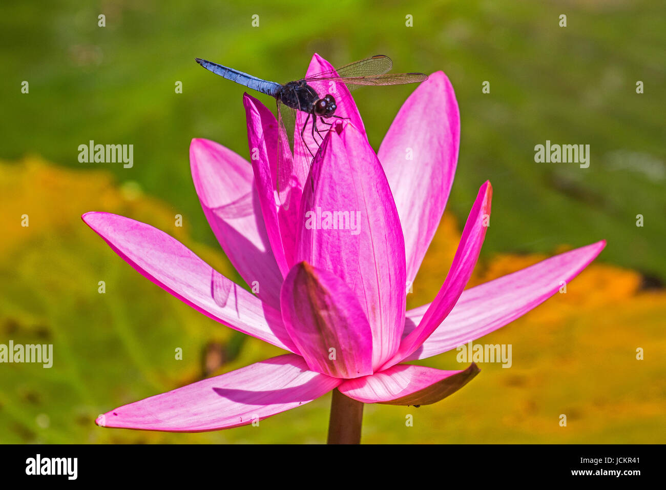 dragonfly on water lily Stock Photo - Alamy