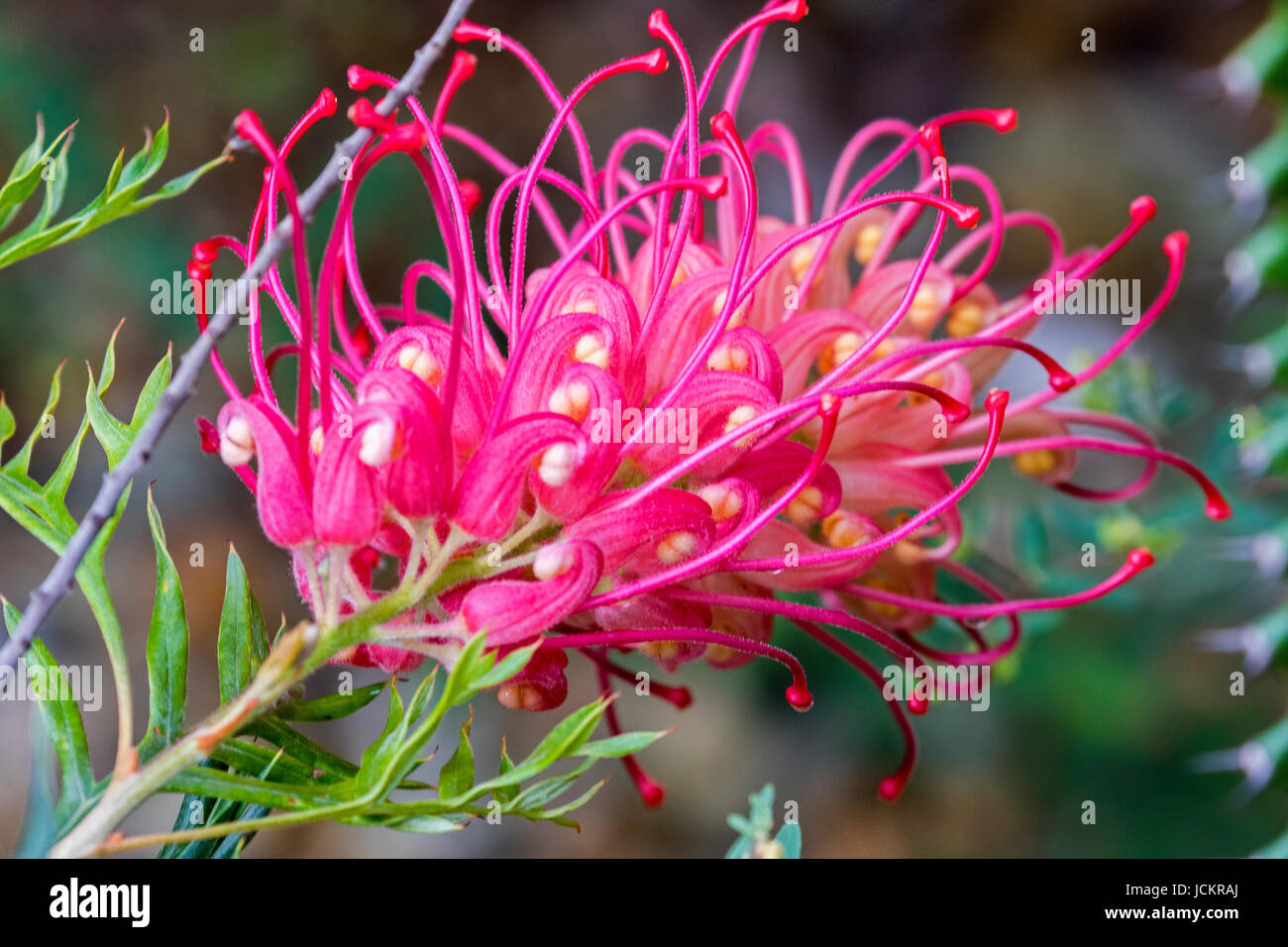 Grevillea banksii hi-res stock photography and images - Alamy