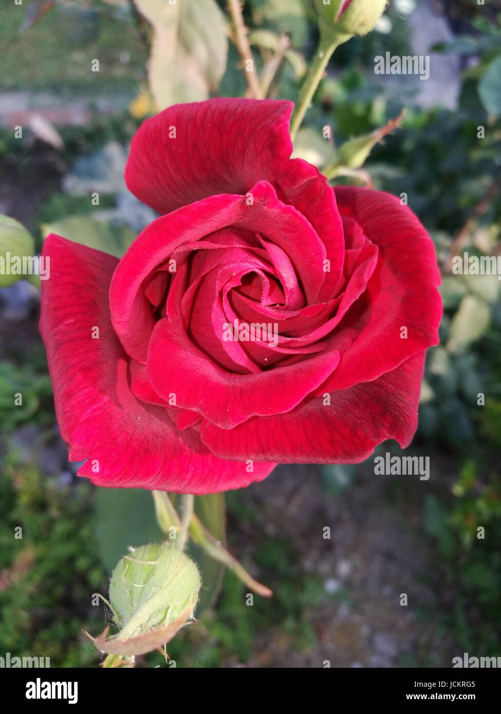 Haydock park rose hi-res stock photography and images - Alamy