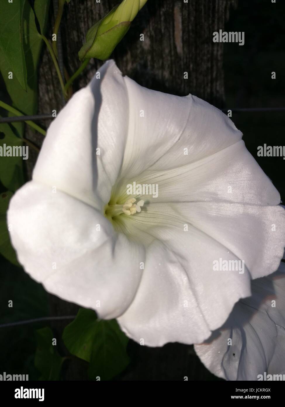 Very fragile flower hi-res stock photography and images - Alamy