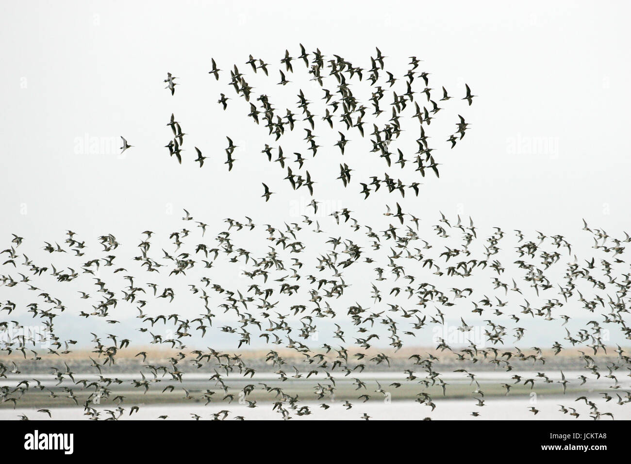 Long-billed dowitcher Limnodromus scolopaceus in flock in flight Stock ...