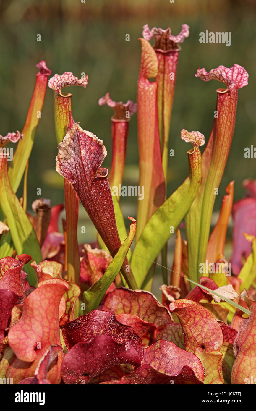 Insektivor hi-res stock photography and images - Alamy