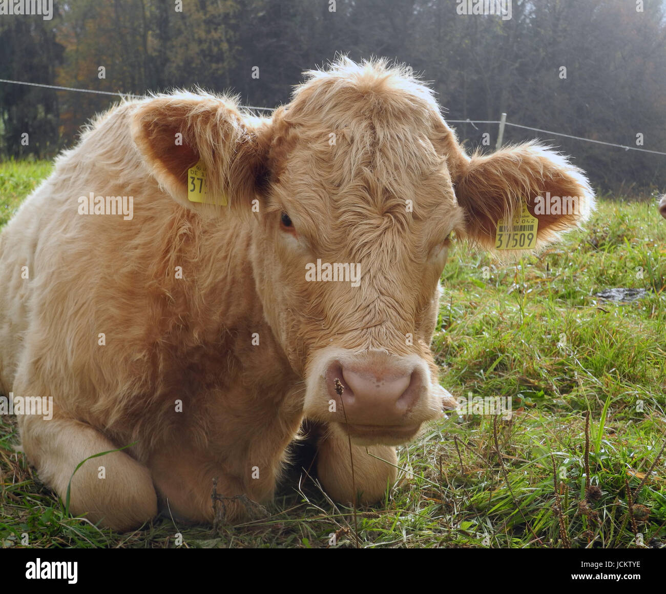 Bilder Von Haustieren Kuh
