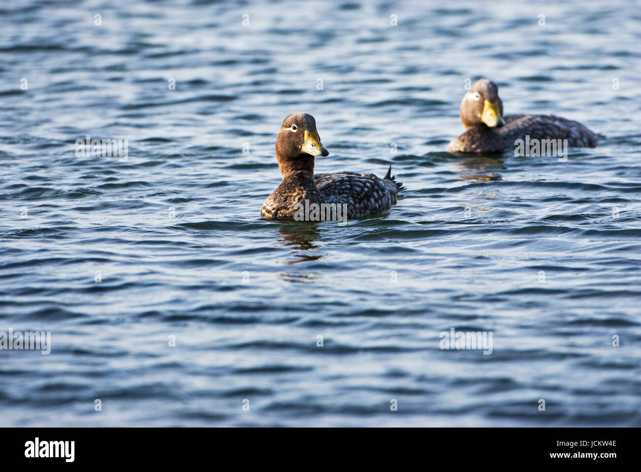 Falkland steamer duck Tachyeres brachypterus on the sea near Darwin ...