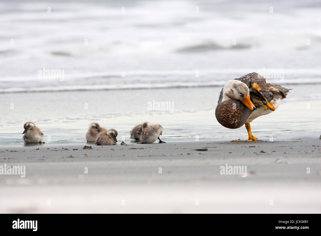 Falkland steamer duck Tachyeres brachypterus adult scratching and four ...
