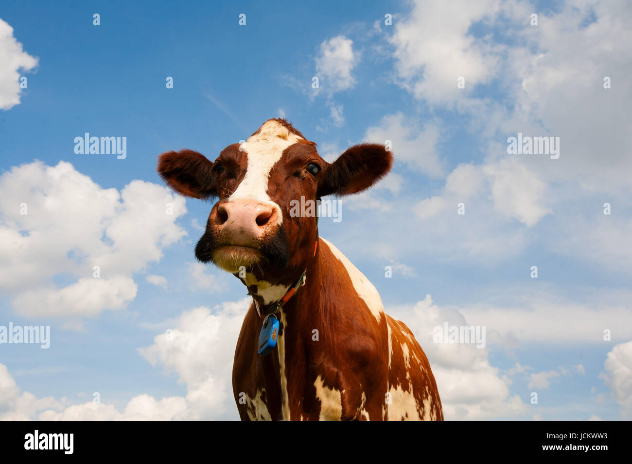 Portrait of a Dutch cow Stock Photo - Alamy