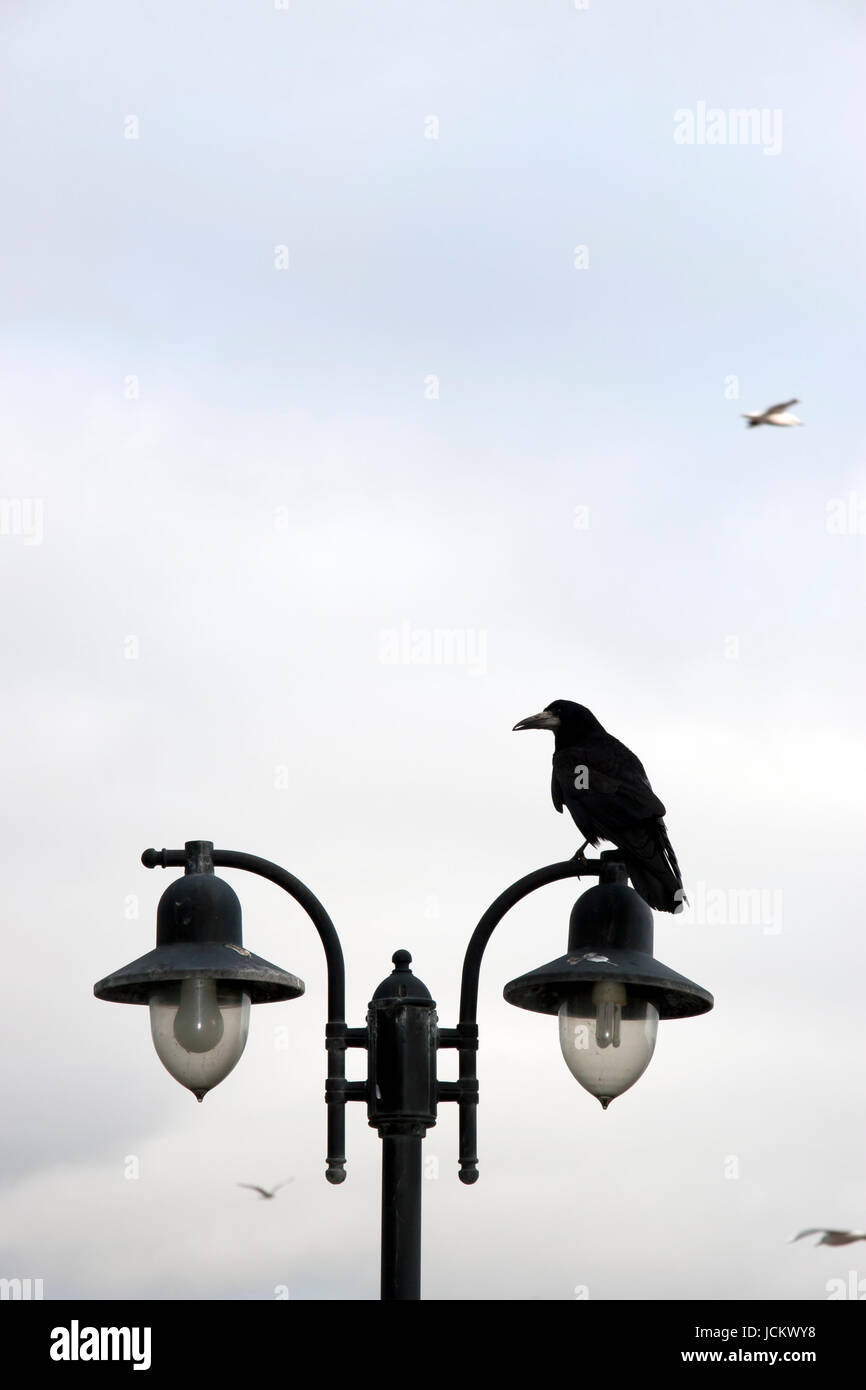 Birds sitting in the street light hi-res stock photography and images ...