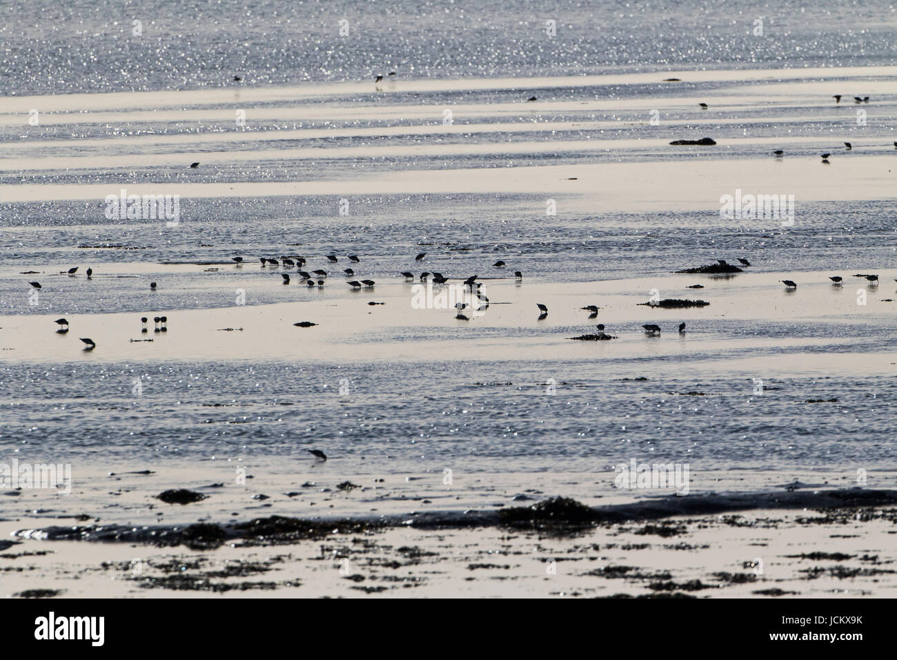 Wading in estuary mud hi-res stock photography and images - Alamy