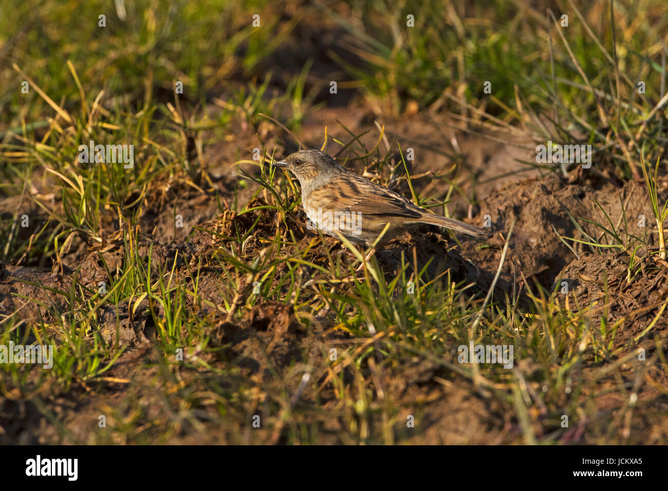 Testwood lakes nature reserve hi-res stock photography and images - Alamy