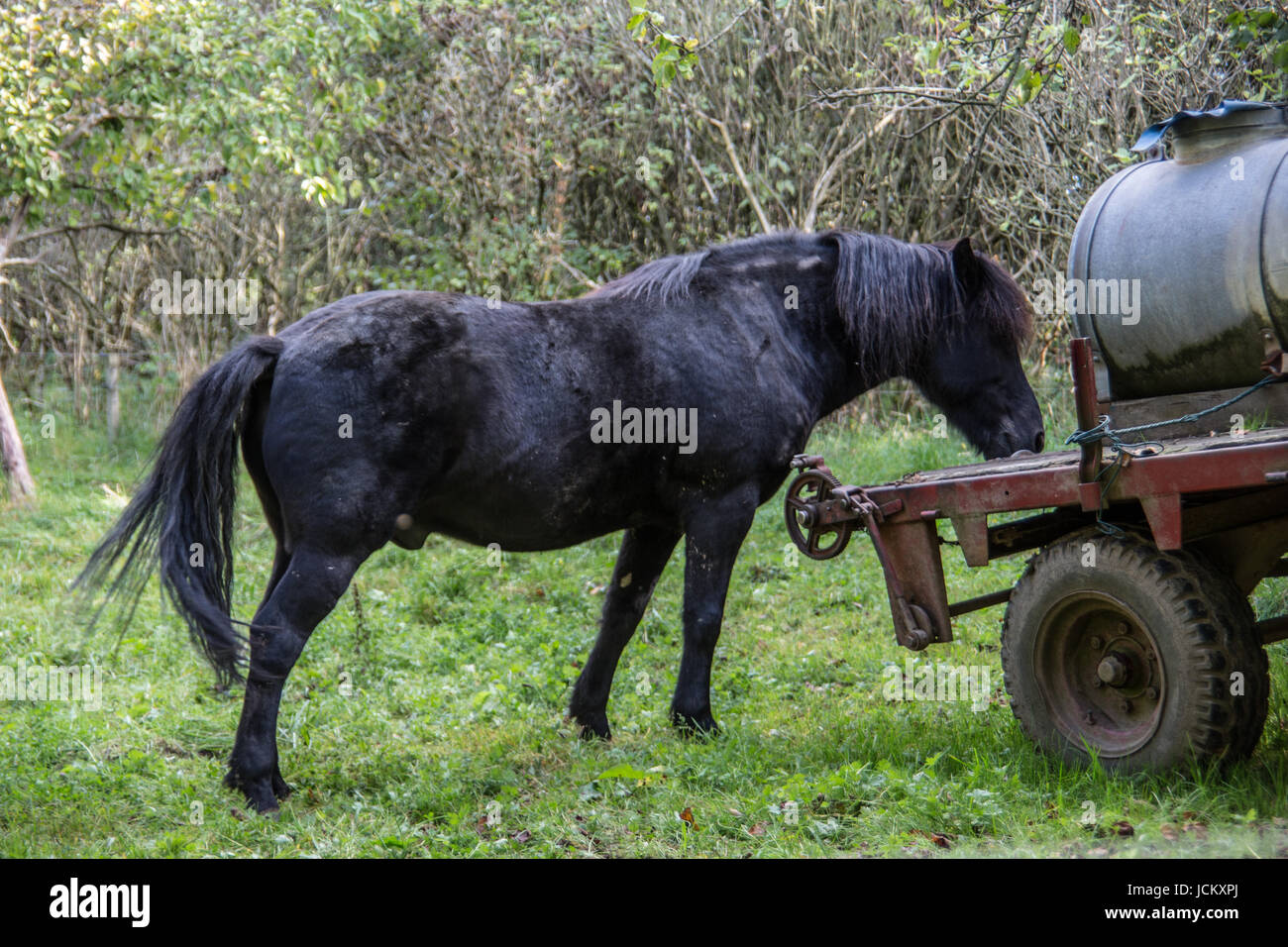 Pferd auf Weide beim Grasen Stock Photo - Alamy